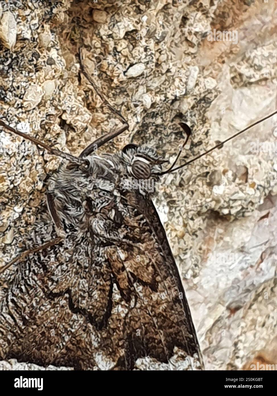 Woodland Grayling (Hipparchia fagi Stock Photo - Alamy