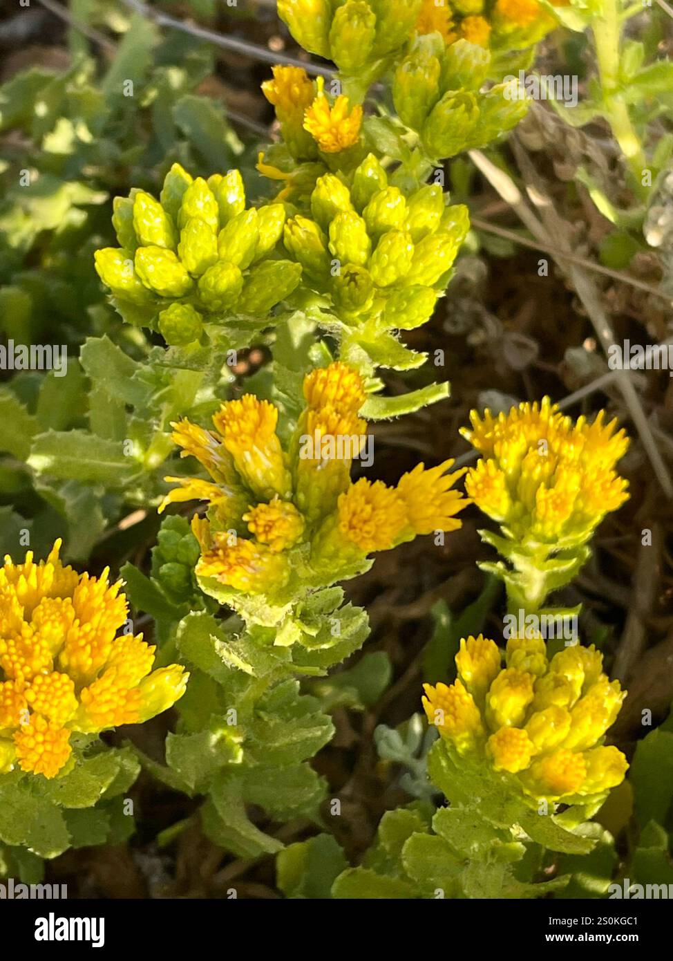 Coastal Goldenbush (Isocoma menziesii Stock Photo - Alamy
