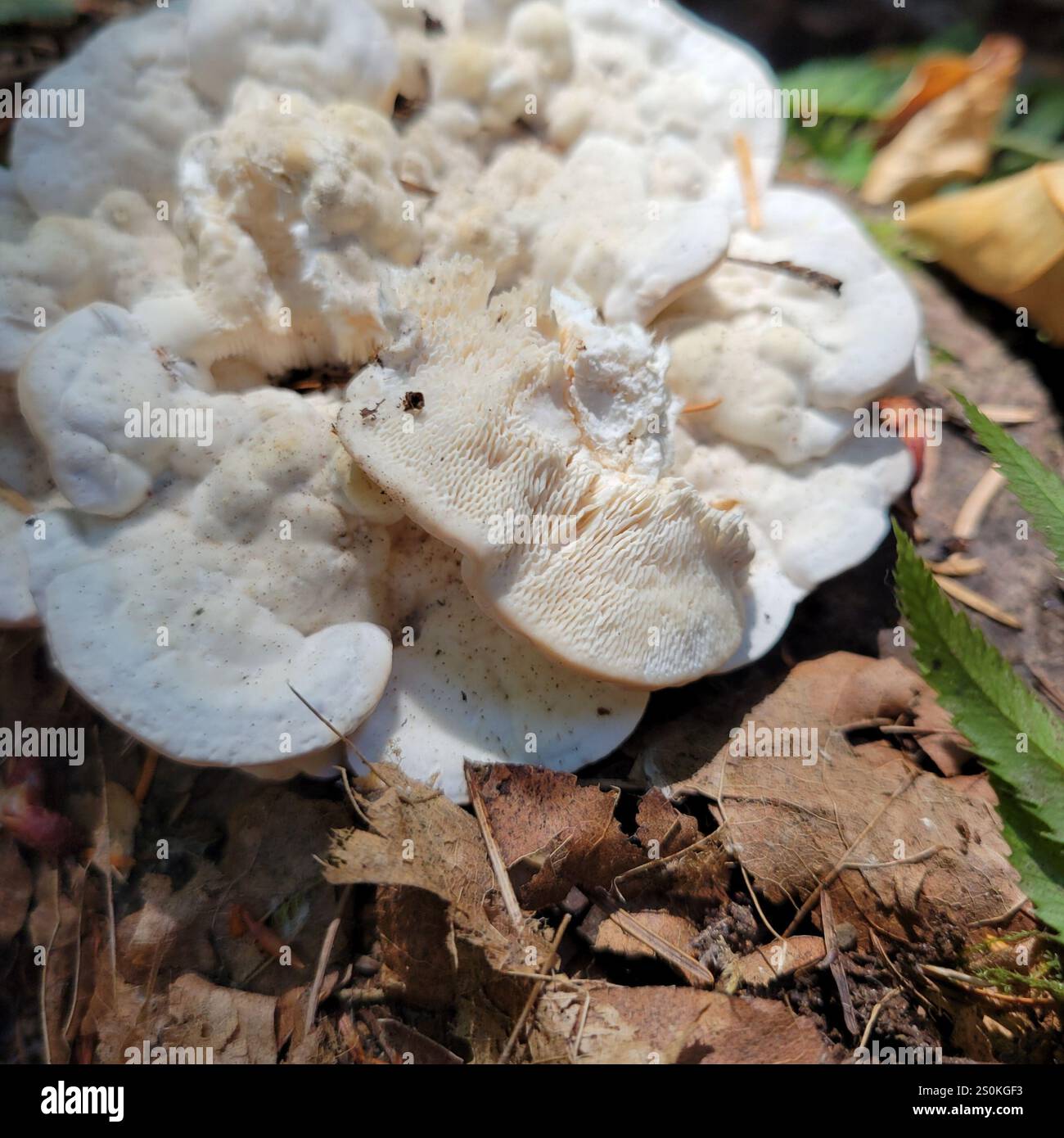 shelf fungi (Polyporales Stock Photo - Alamy