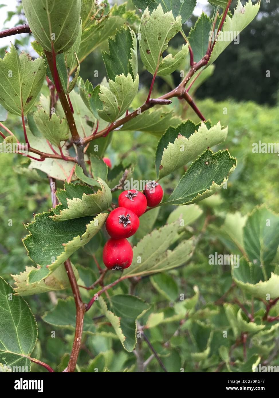 fireberry hawthorn (Crataegus chrysocarpa Stock Photo - Alamy