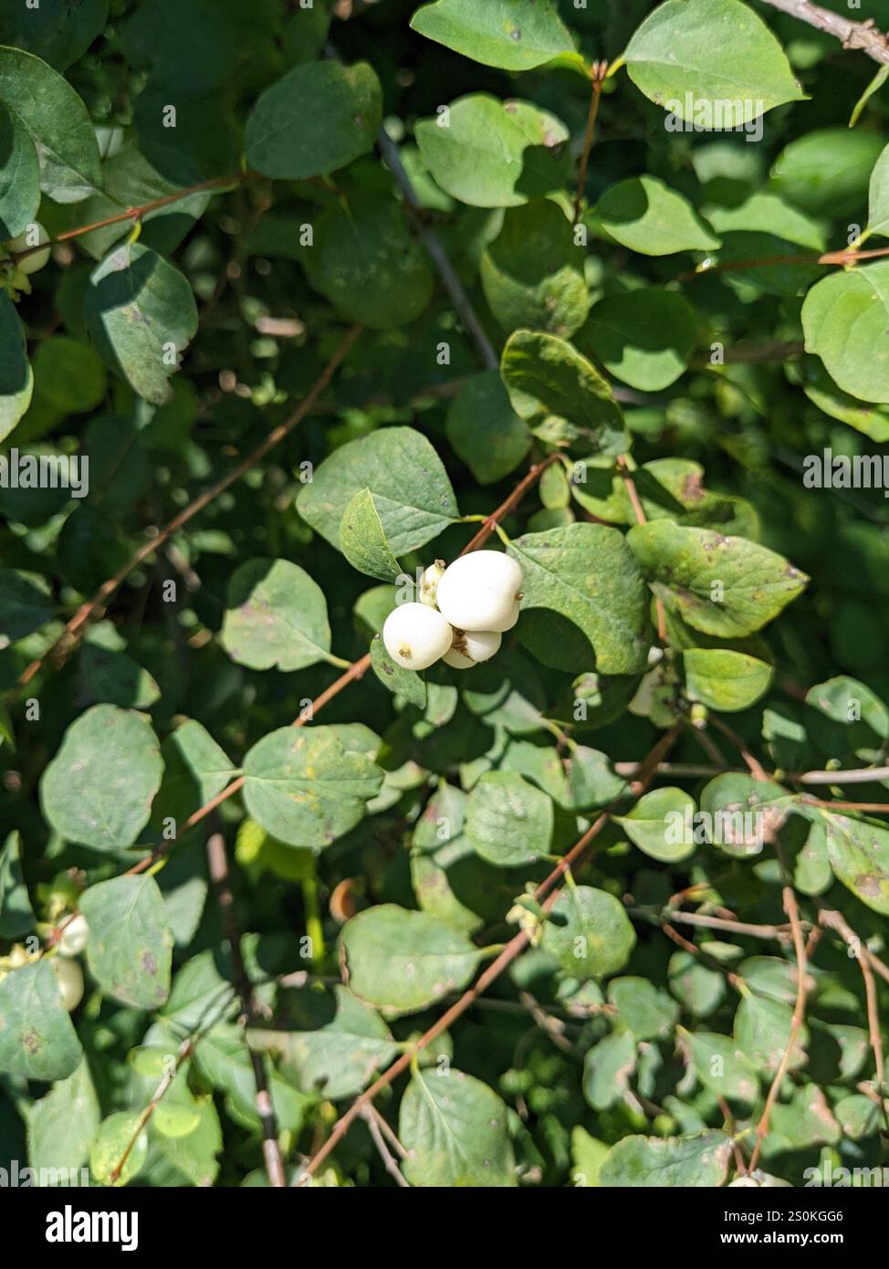 Common Snowberry (Symphoricarpos albus Stock Photo - Alamy