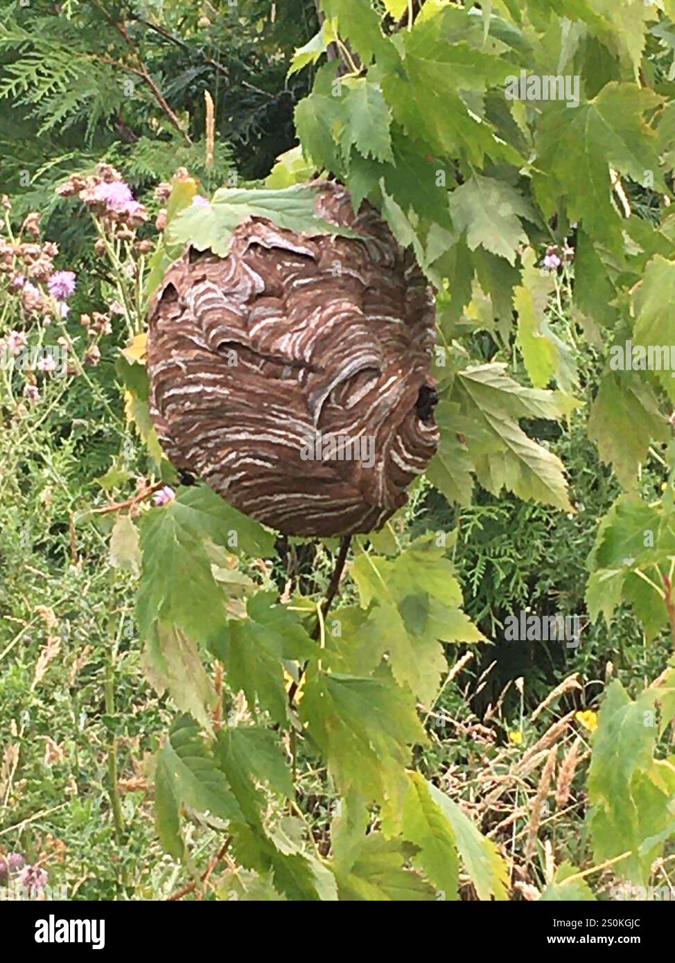 Bald-faced Hornet (Dolichovespula maculata Stock Photo - Alamy