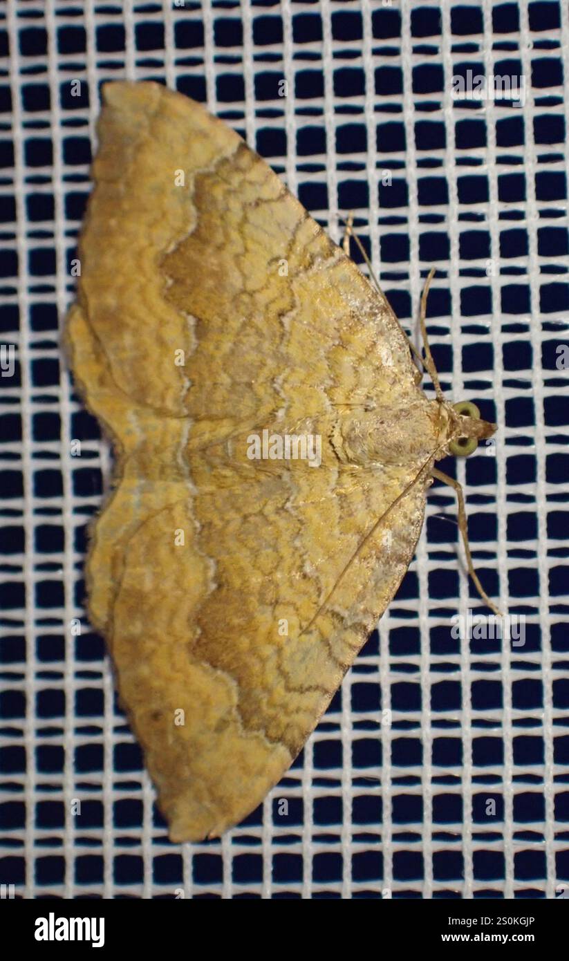 Yellow Shell Moth (Camptogramma bilineata Stock Photo - Alamy