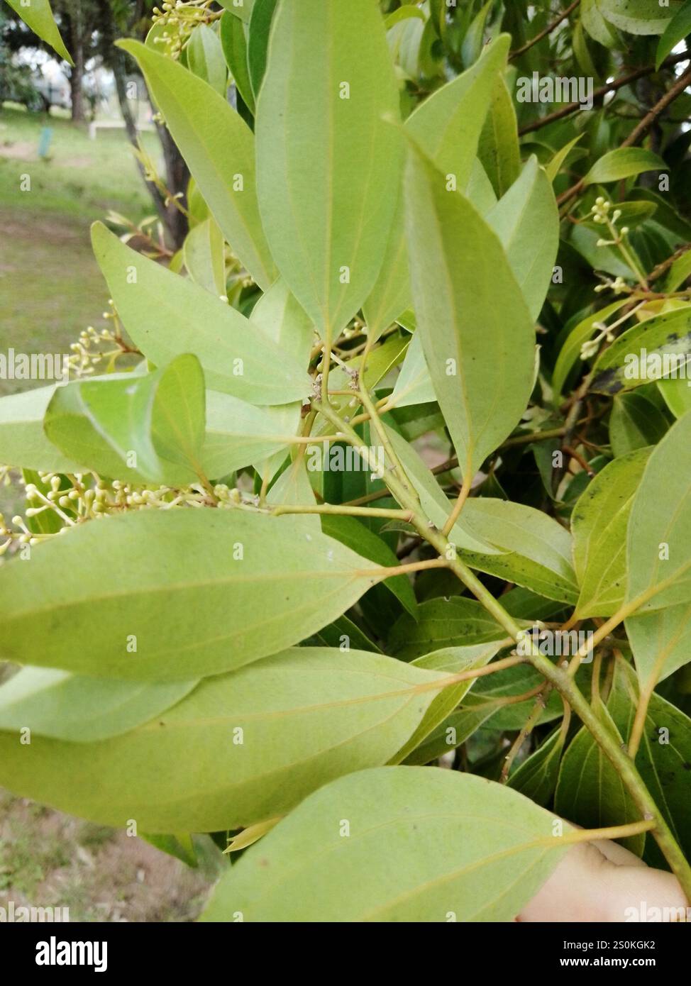 Cinnamon tree (Cinnamomum burmanni Stock Photo - Alamy