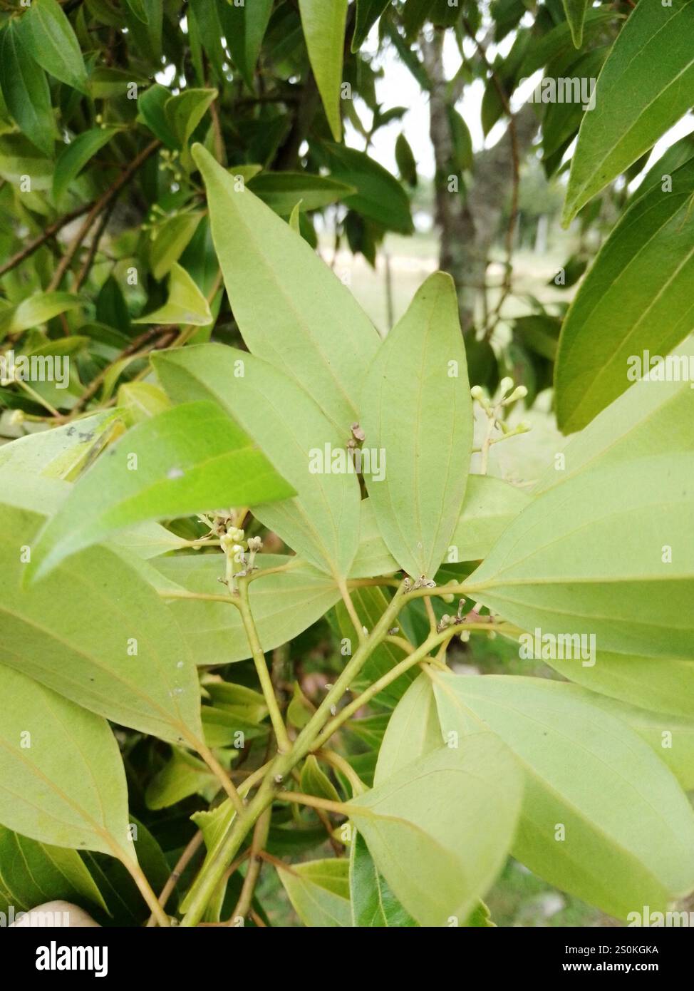 Cinnamon tree (Cinnamomum burmanni Stock Photo - Alamy