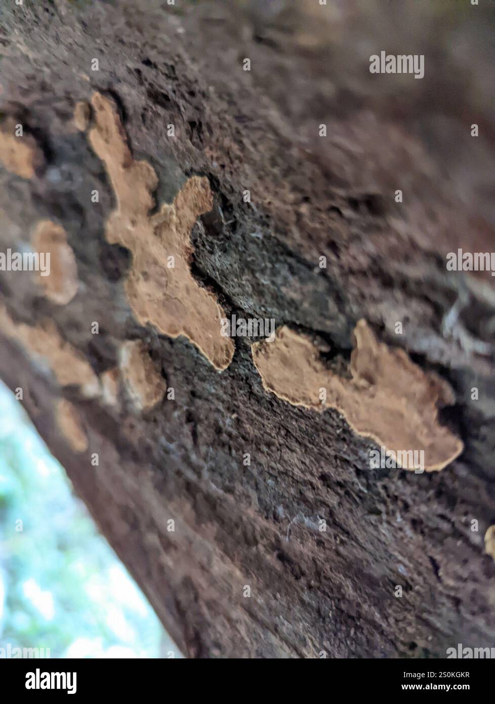 Hymenochaete hi-res stock photography and images - Alamy