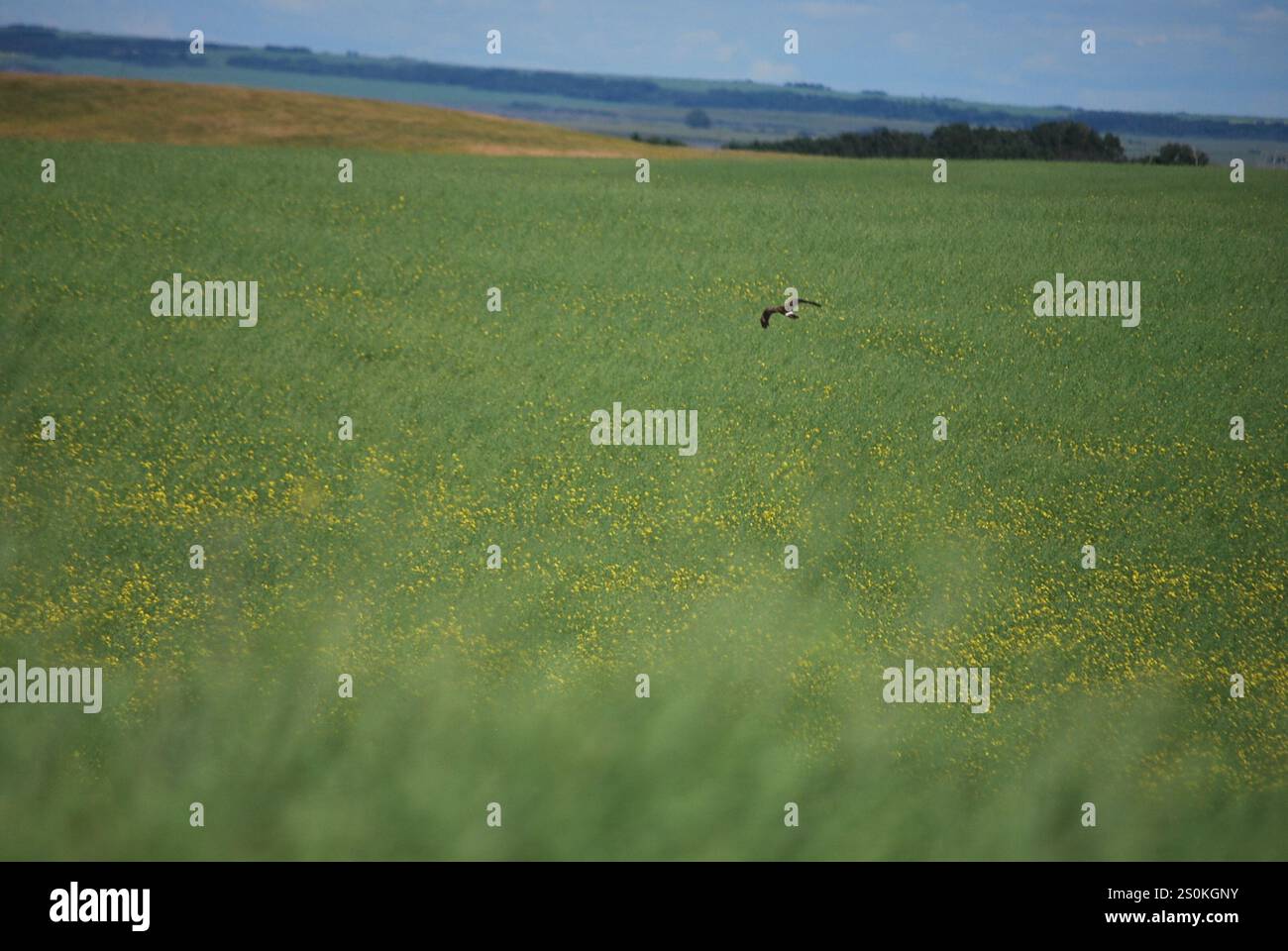 Northern Harrier (Circus hudsonius Stock Photo - Alamy