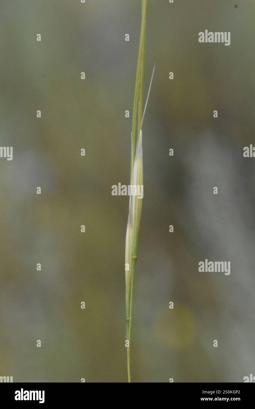 Needle-and-thread Grass (Hesperostipa comata Stock Photo - Alamy