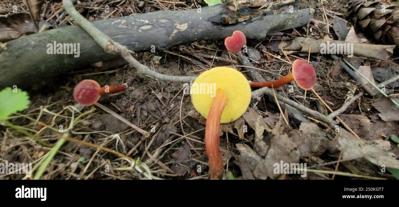 Ruby Bolete (Hortiboletus rubellus Stock Photo - Alamy