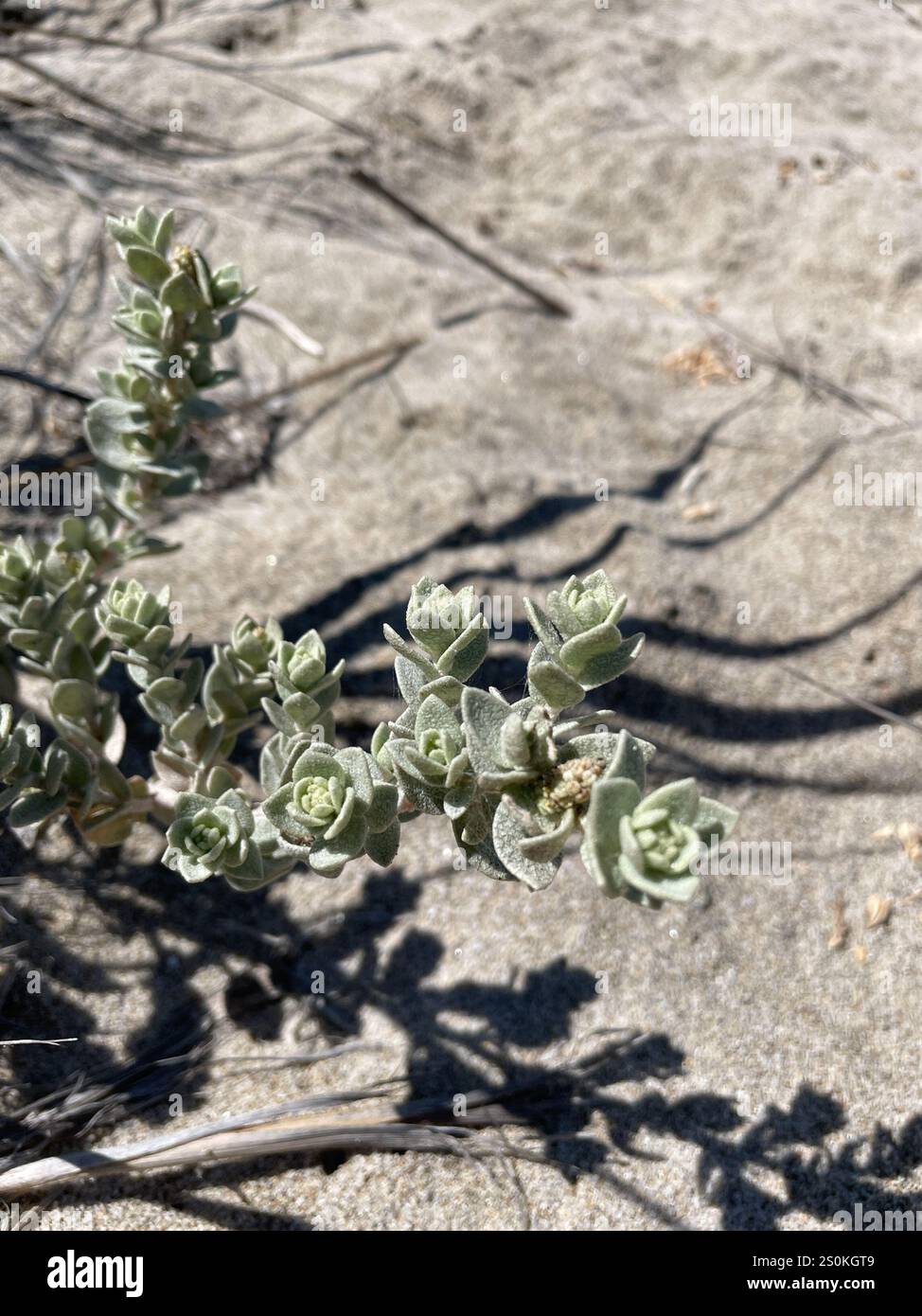 beach saltbush (Atriplex leucophylla Stock Photo - Alamy