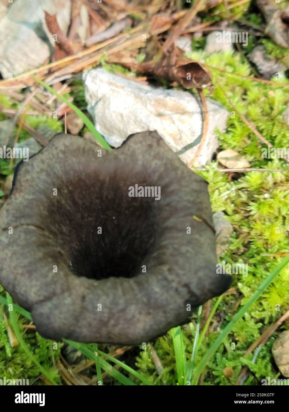 Eastern Black Trumpet (Craterellus fallax Stock Photo - Alamy
