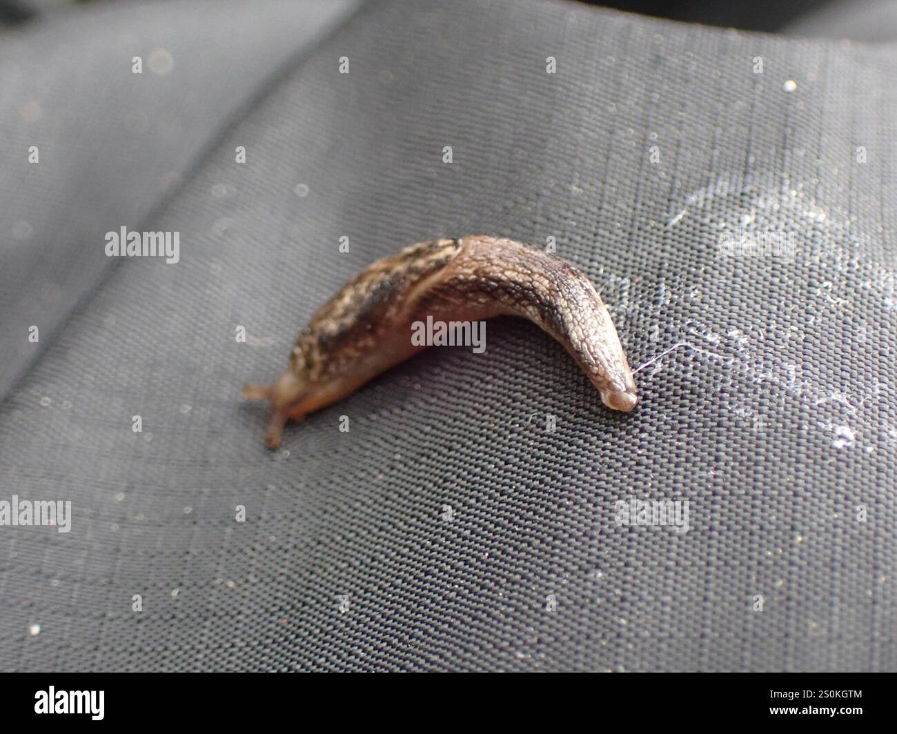 Taildropper Slugs (Prophysaon Stock Photo - Alamy