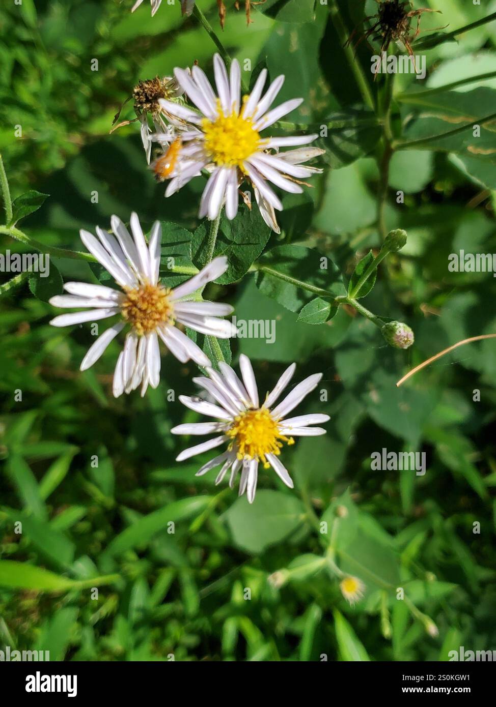 Common Blue Wood Aster (Symphyotrichum cordifolium Stock Photo - Alamy
