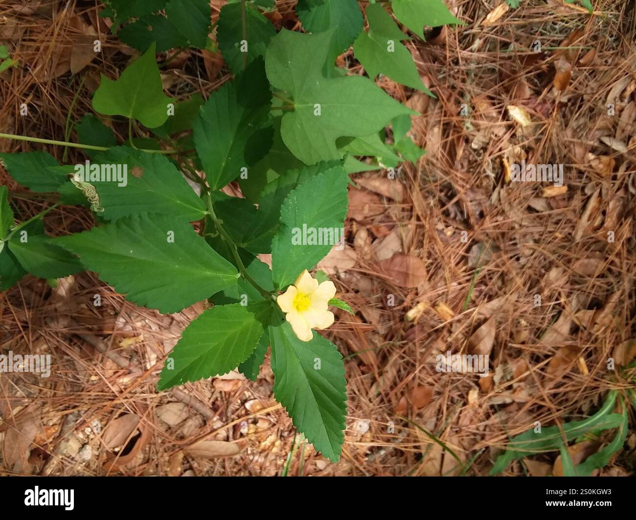 Cuban jute (Sida rhombifolia Stock Photo - Alamy