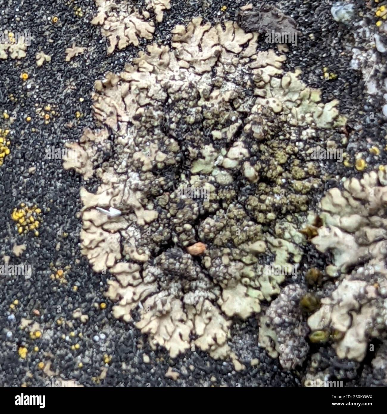 rosette lichens, frost lichens, and allies (Physciaceae Stock Photo - Alamy