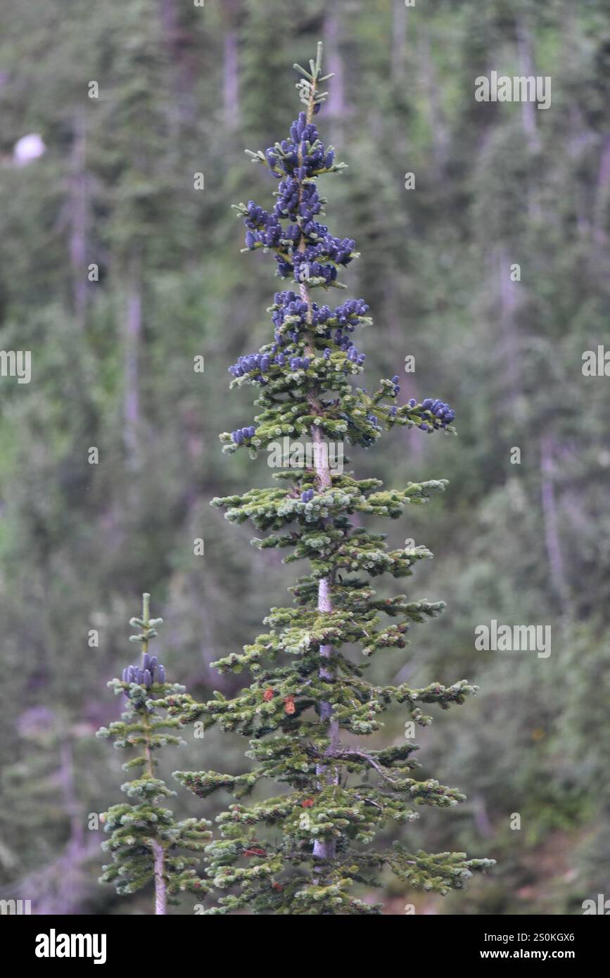subalpine fir (Abies lasiocarpa Stock Photo - Alamy