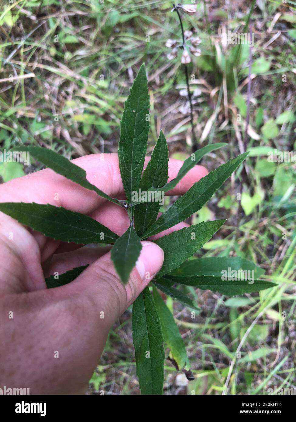 Prairie Sage (Salvia azurea grandiflora Stock Photo - Alamy