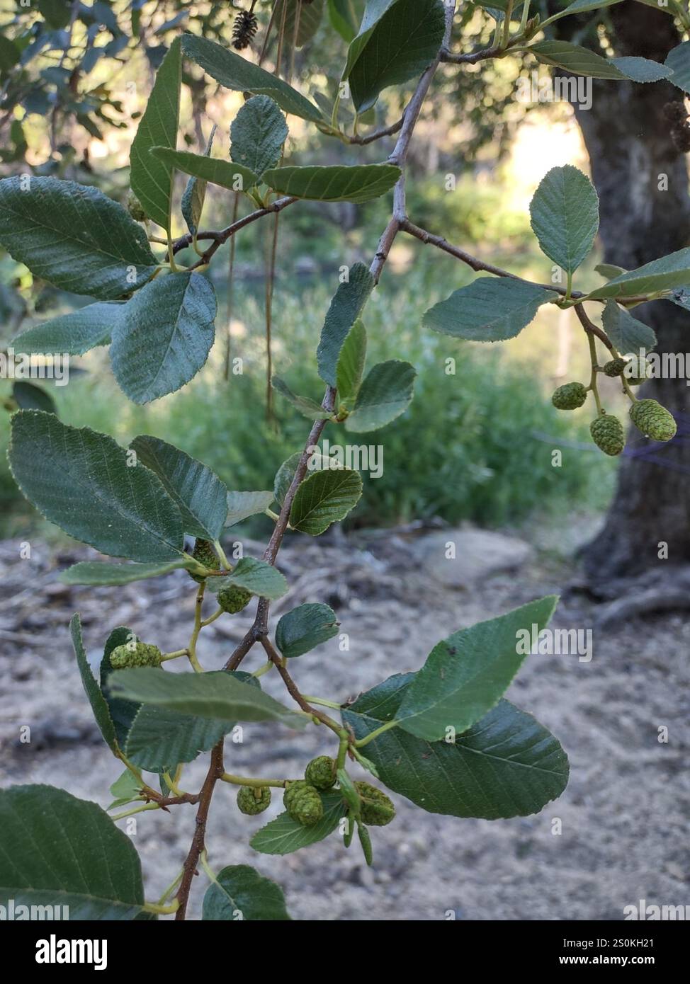 white alder (Alnus rhombifolia Stock Photo - Alamy