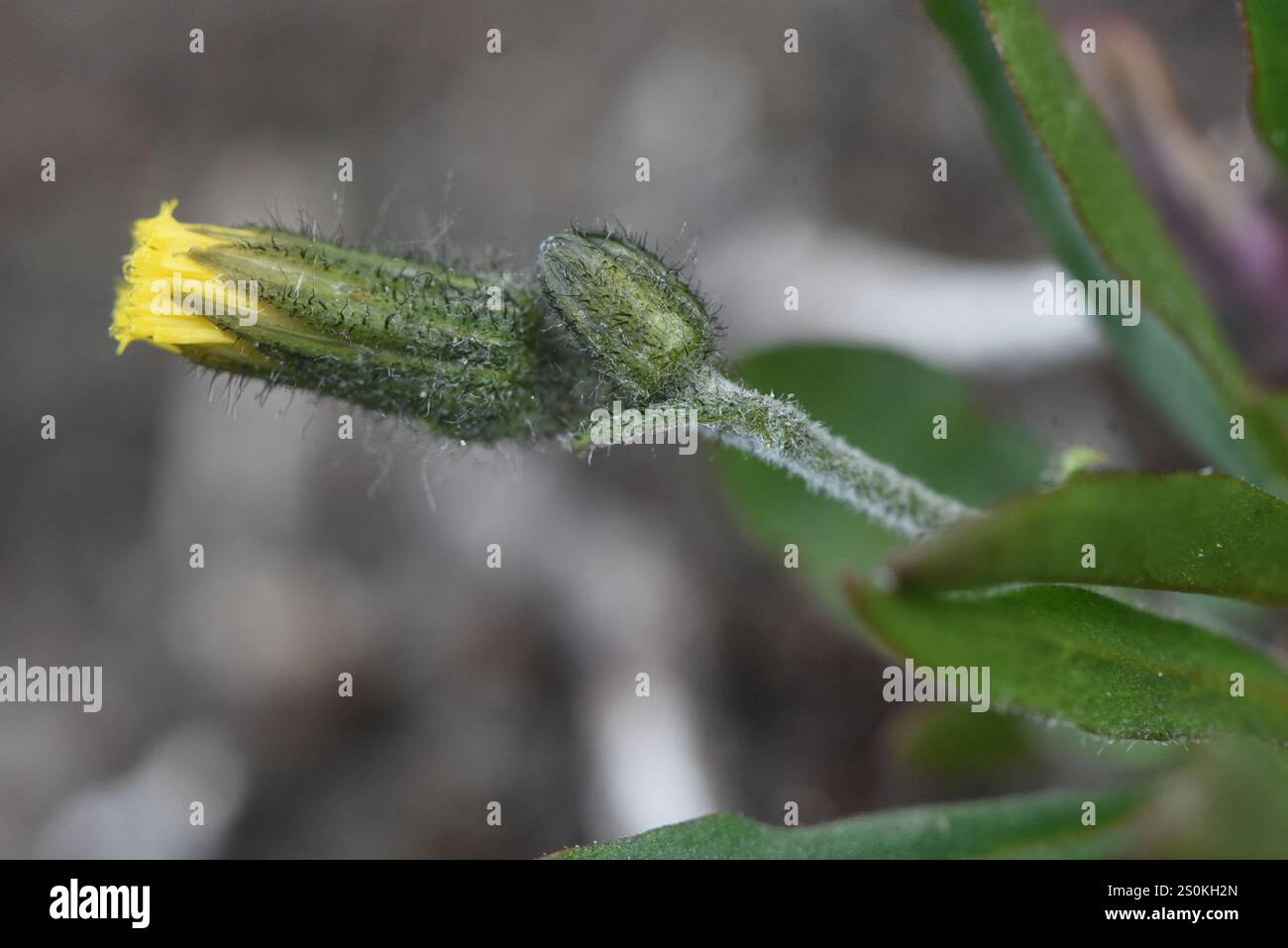 Slender Hawkweed (Hieracium triste Stock Photo - Alamy