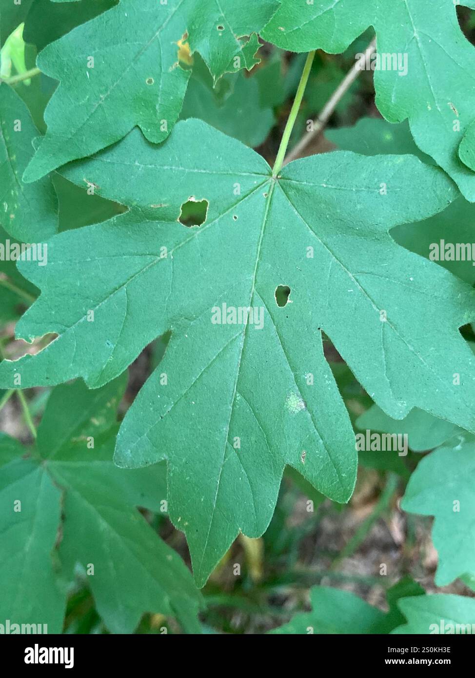 Balkan Maple (Acer hyrcanum Stock Photo - Alamy