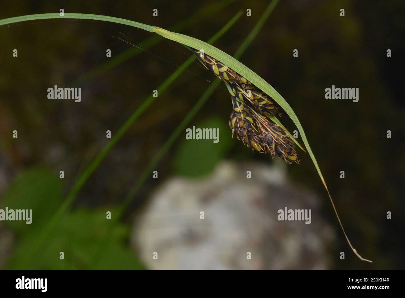 Alaska Large Awn Sedge (Carex macrochaeta Stock Photo - Alamy