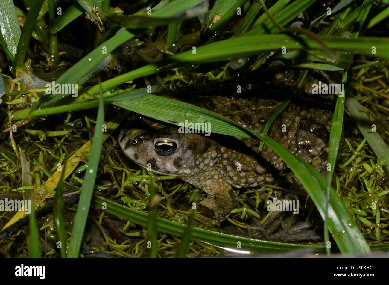 Sand Toad (Vandijkophrynus angusticeps Stock Photo - Alamy