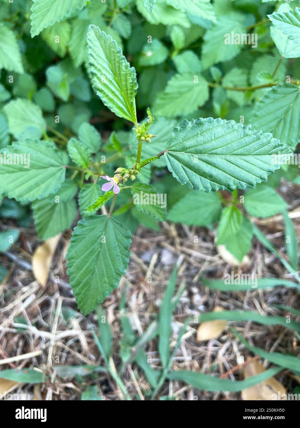 Pyramid Flower (Melochia pyramidata Stock Photo - Alamy