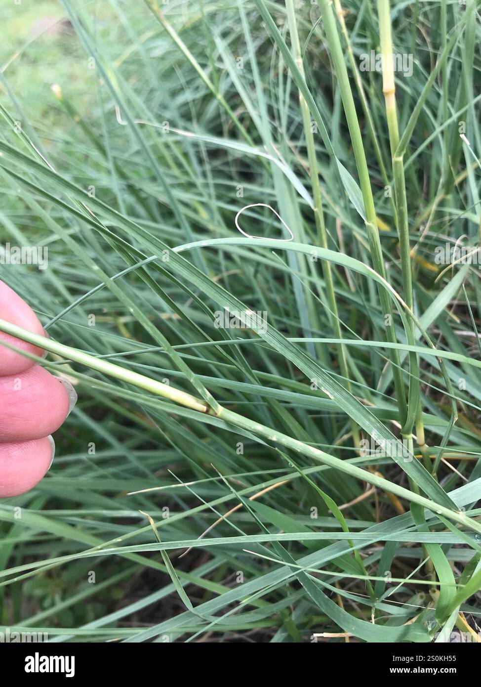 Alkali Sacaton (Sporobolus airoides Stock Photo - Alamy