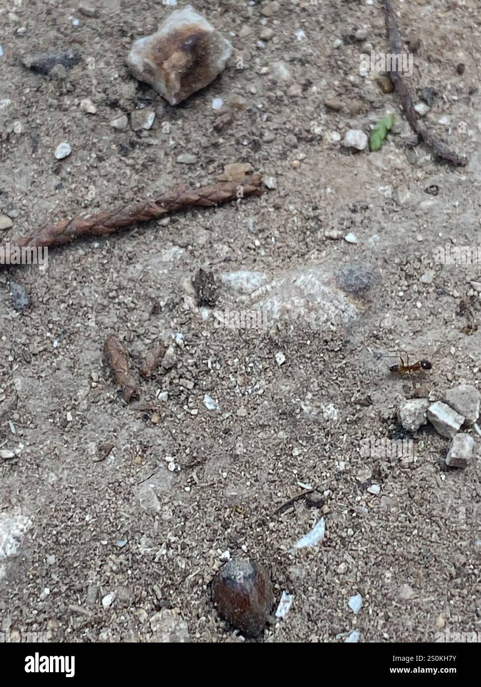 Yellow Pyramid Ant (Dorymyrmex flavus Stock Photo - Alamy