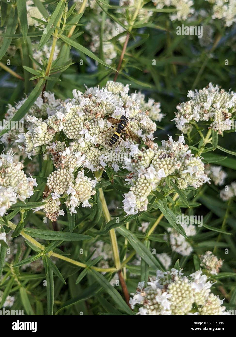 Square-headed Wasps, Sand Wasps, and Allies (Crabronidae Stock Photo ...