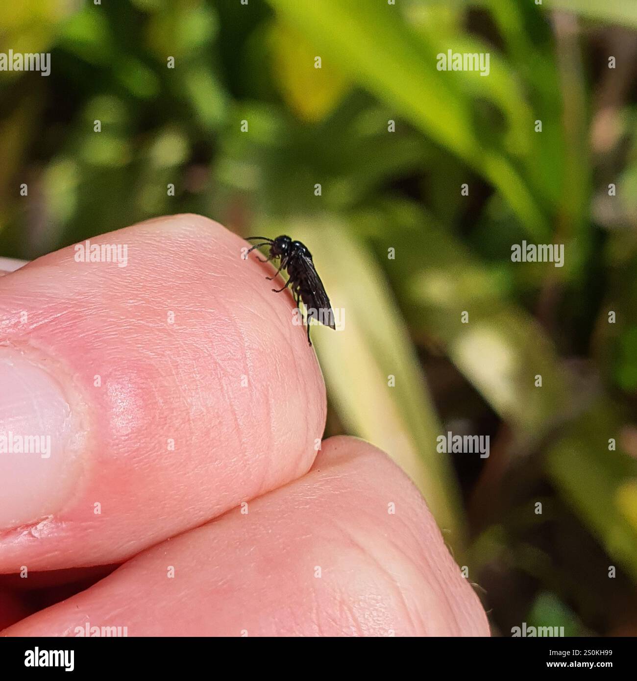 Cherry Slug Sawfly (Caliroa cerasi Stock Photo - Alamy