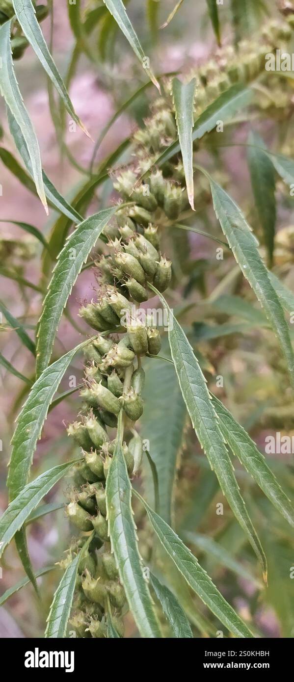 False hemp hi-res stock photography and images - Alamy