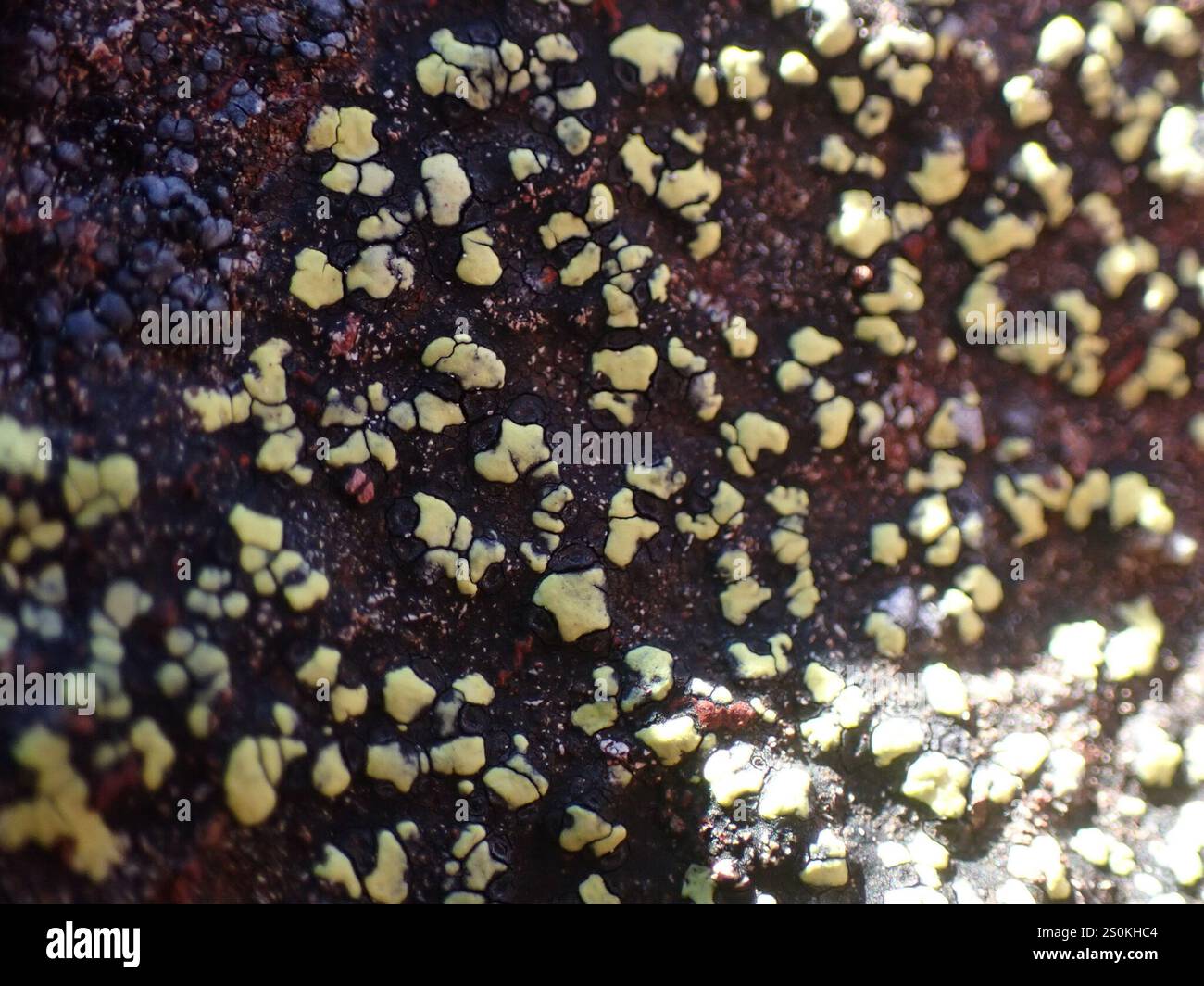 lemon map lichen (Rhizocarpon macrosporum Stock Photo - Alamy