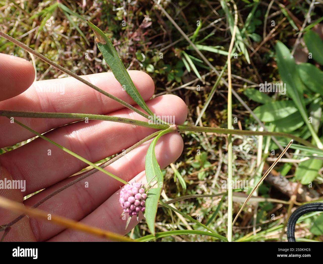 Devil's-bit Scabious (Succisa pratensis Stock Photo - Alamy
