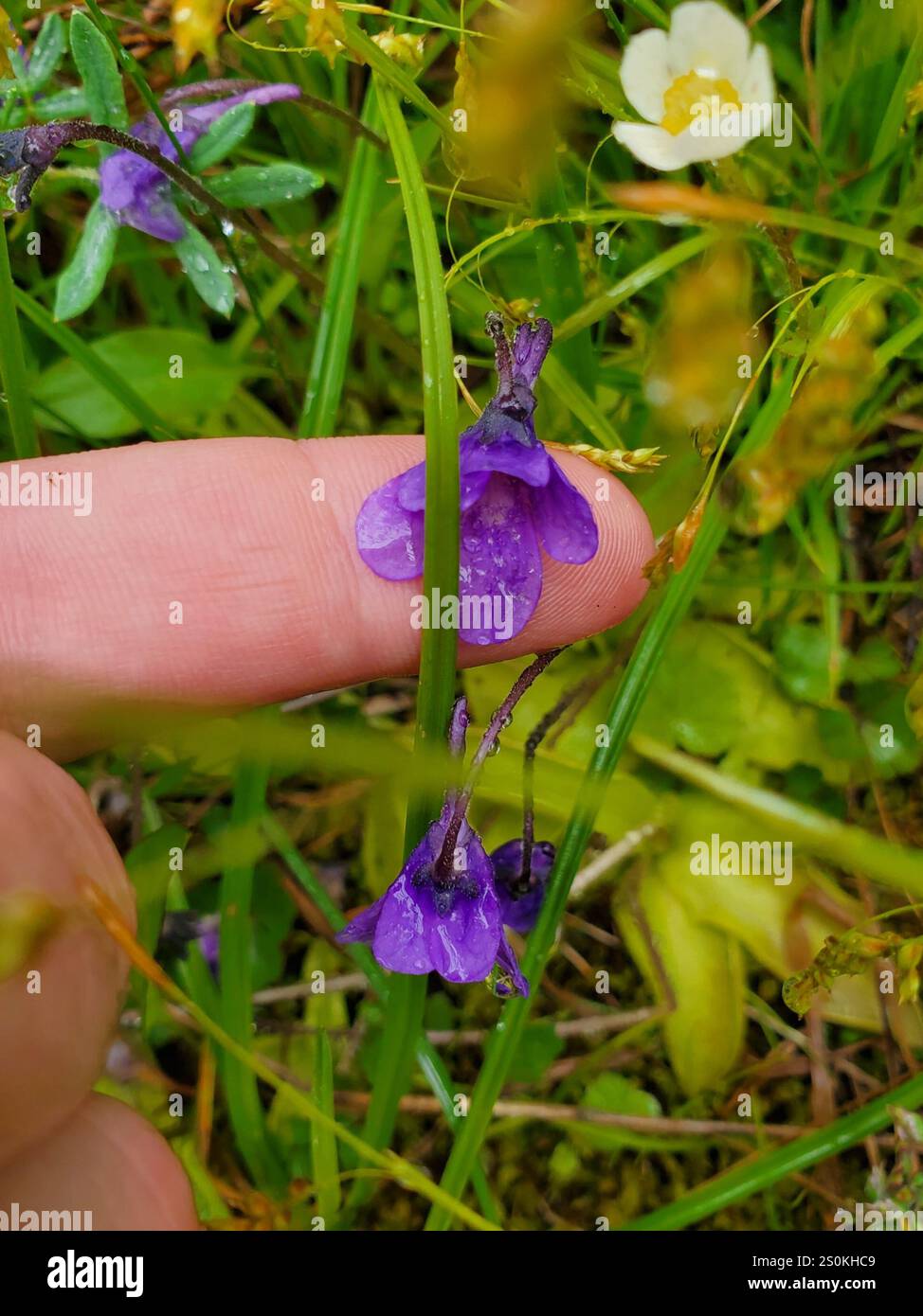 Common Butterwort (Pinguicula vulgaris Stock Photo - Alamy
