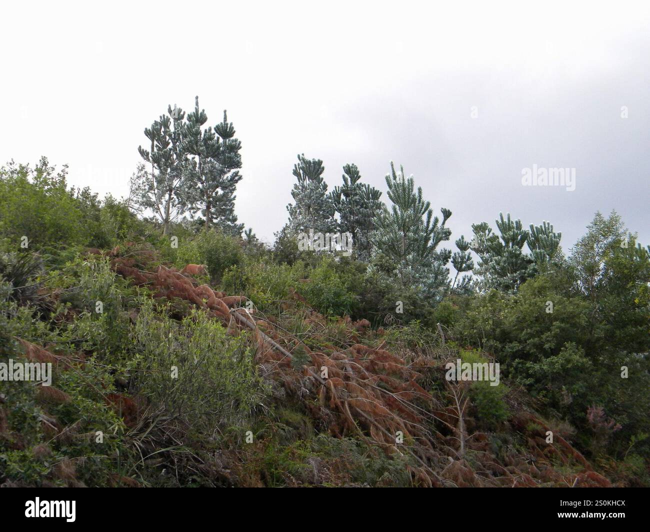 Cape Silver Tree (Leucadendron argenteum Stock Photo - Alamy