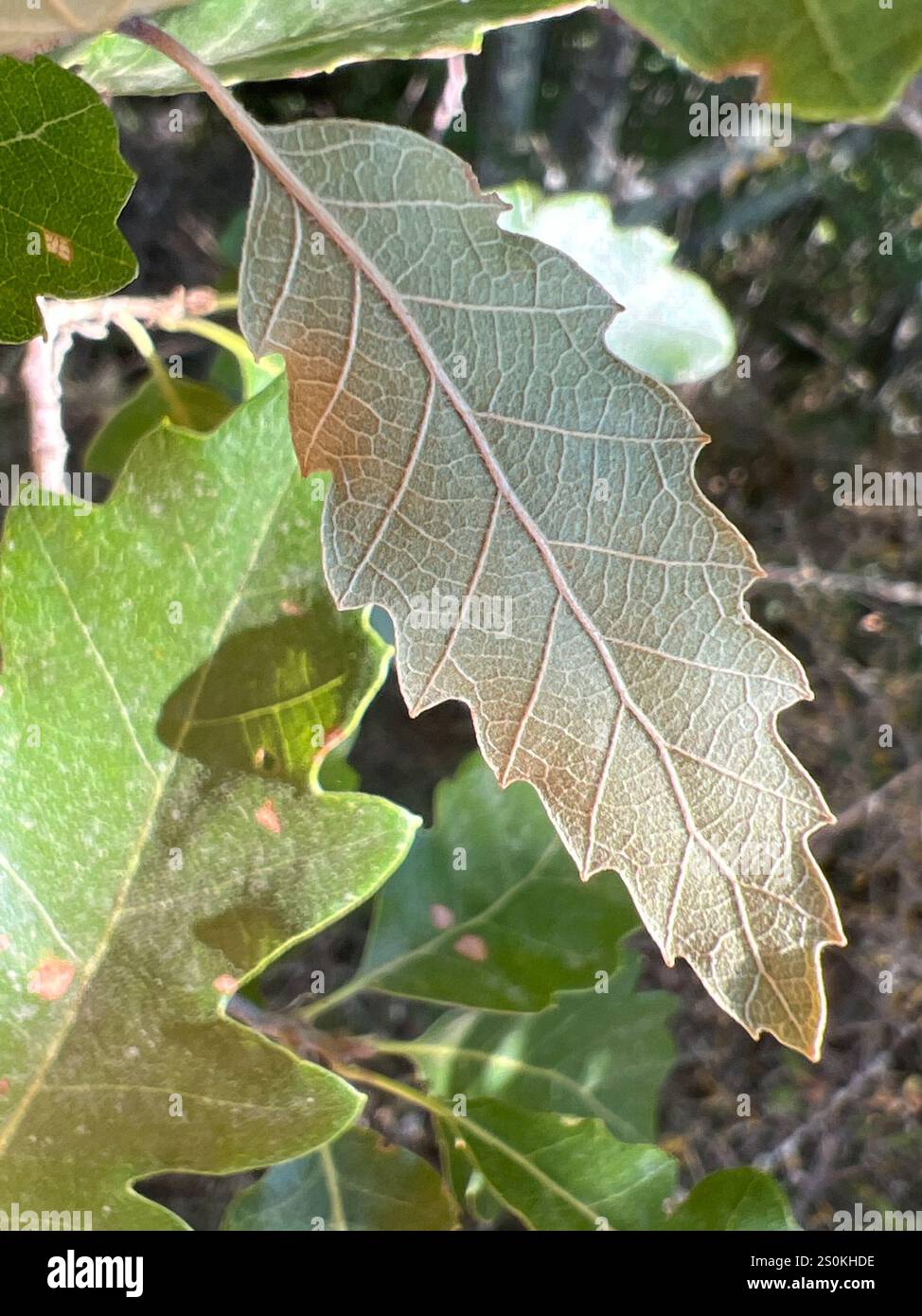 Turkey Oak (Quercus cerris Stock Photo - Alamy