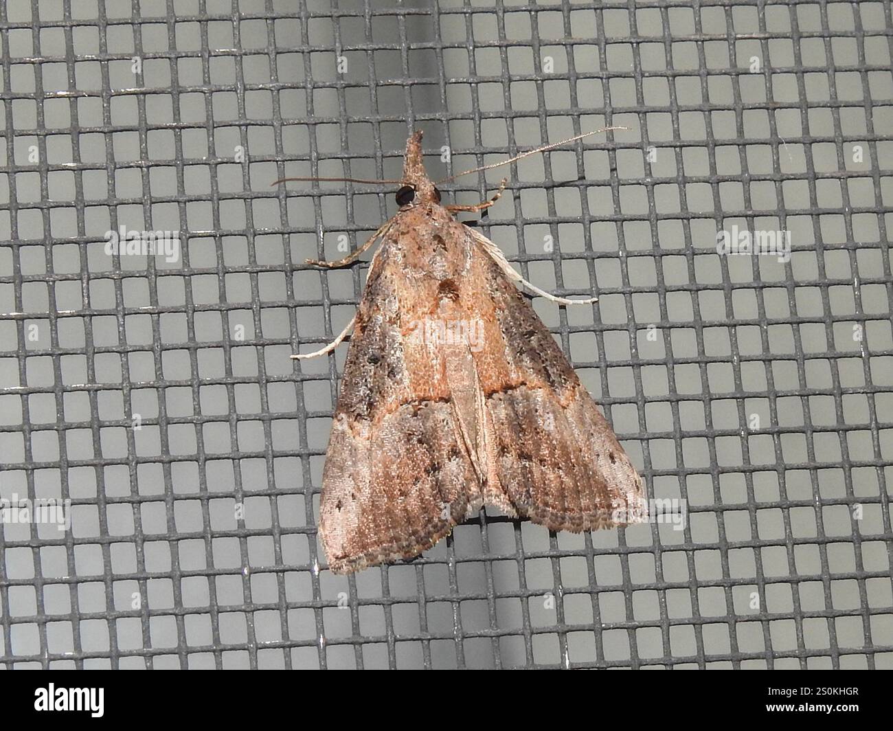 Green Cloverworm Moth (Hypena scabra Stock Photo - Alamy