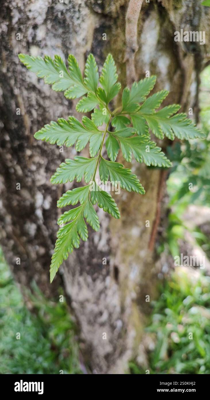 giant hare's foot fern (Davallia solida Stock Photo - Alamy