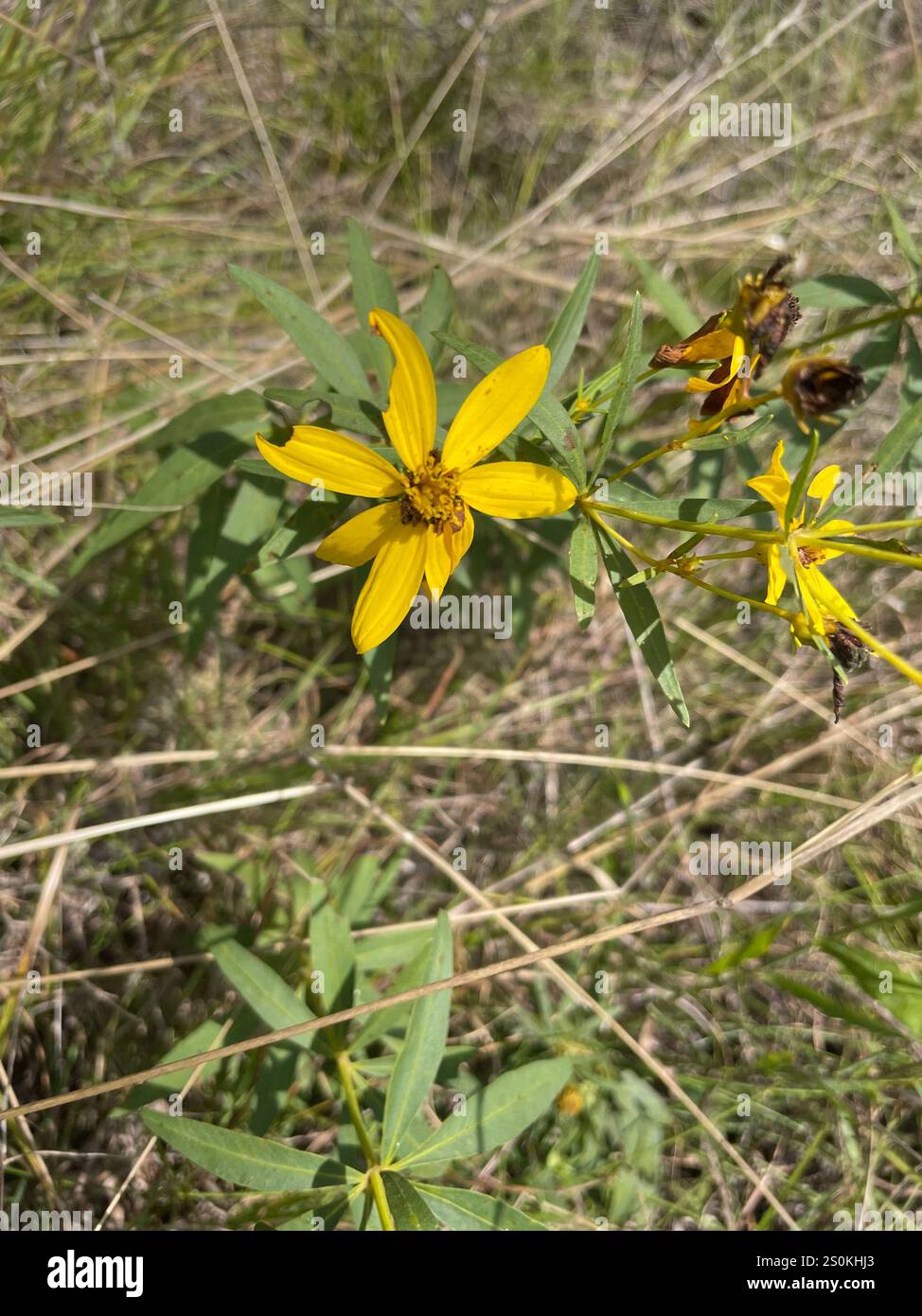 Greater Tickseed (Coreopsis major Stock Photo - Alamy