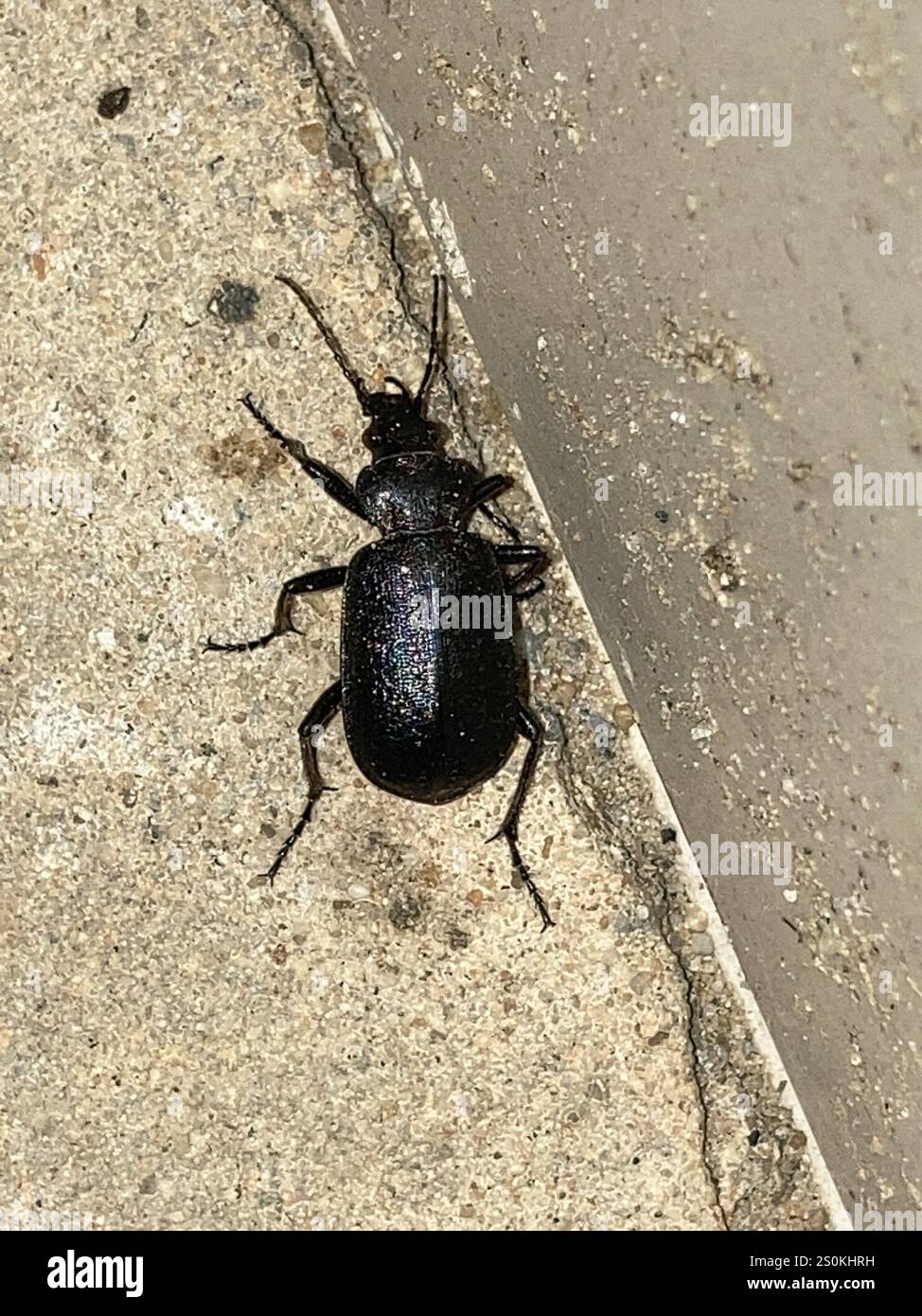 Caterpillar-hunter Beetles (Calosoma Stock Photo - Alamy