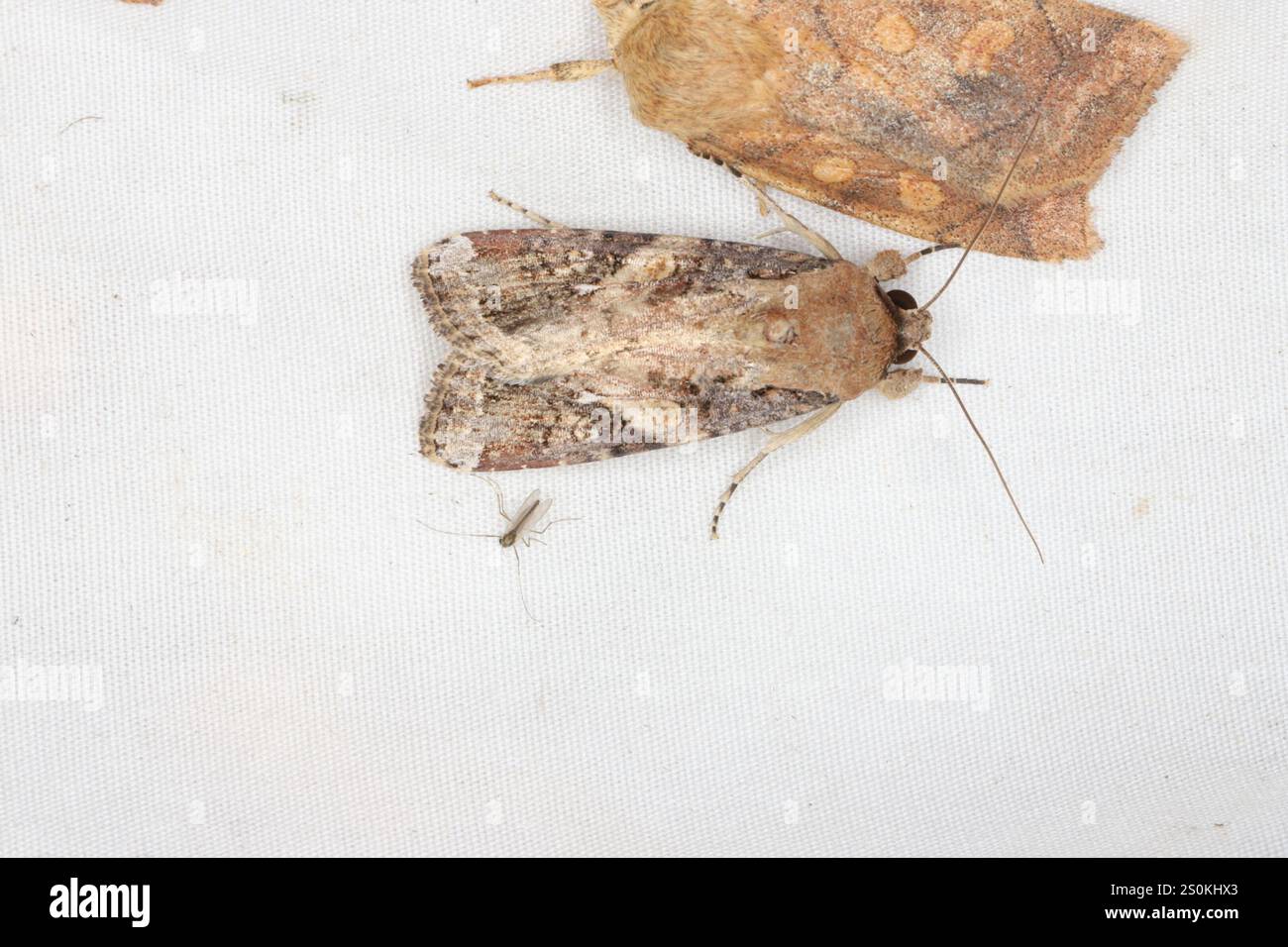 Fall Armyworm Moth (Spodoptera frugiperda Stock Photo - Alamy