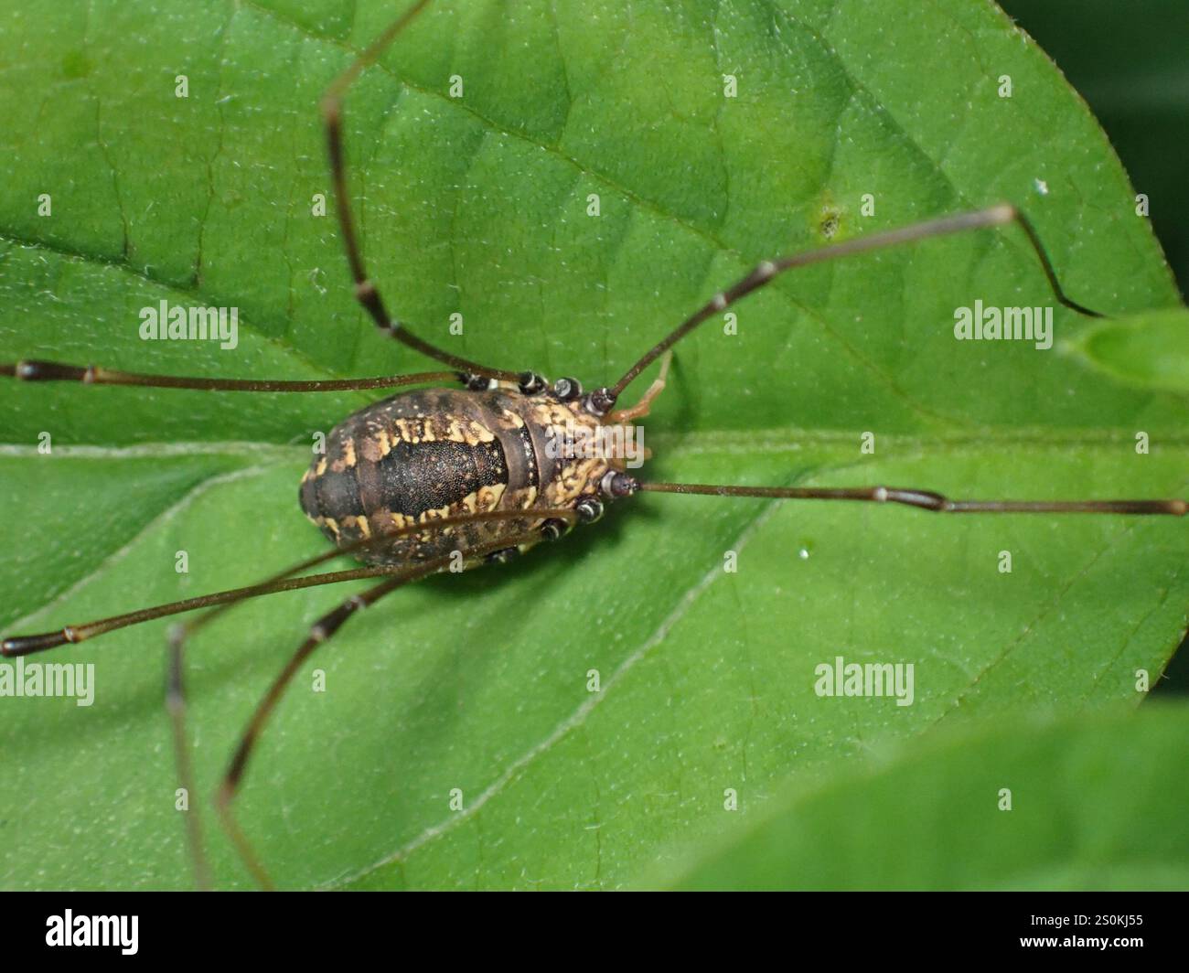Eastern Harvestman (Leiobunum vittatum Stock Photo - Alamy