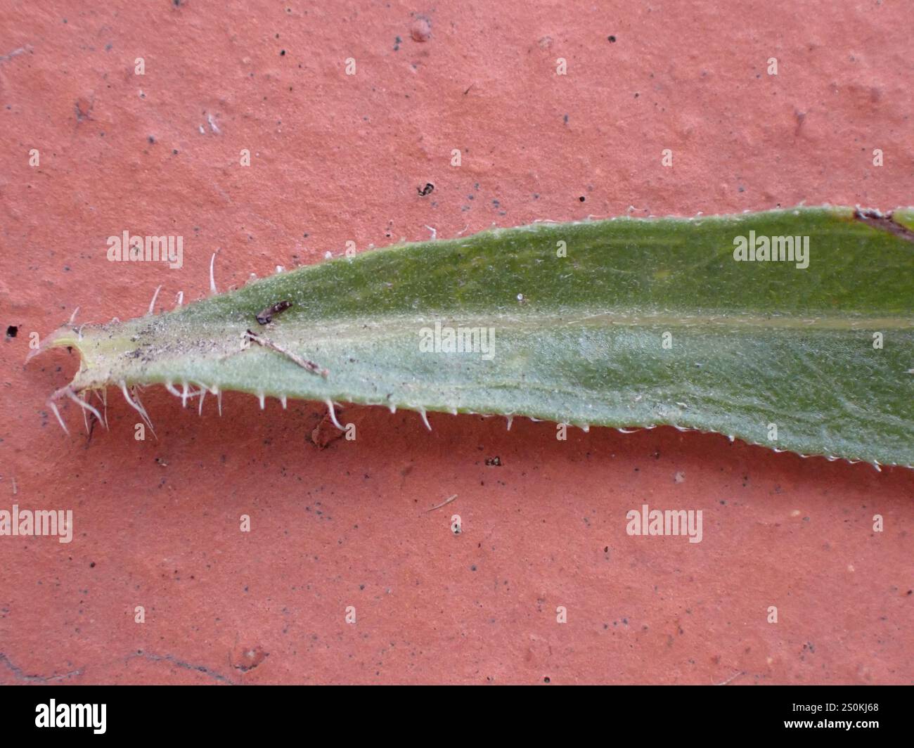 Tall Fleabane (Erigeron floribundus Stock Photo - Alamy