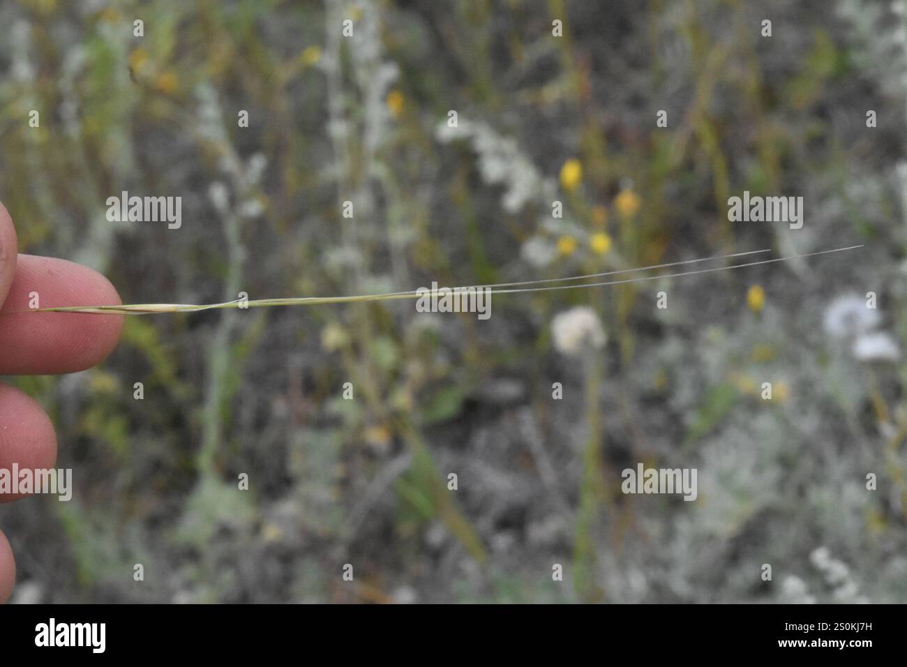Needle-and-thread Grass (Hesperostipa comata Stock Photo - Alamy