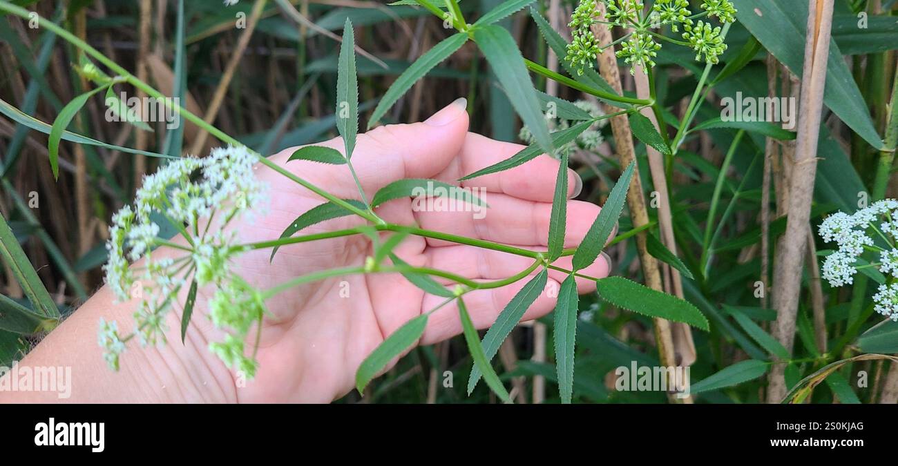bulblet-bearing water hemlock (Cicuta bulbifera Stock Photo - Alamy