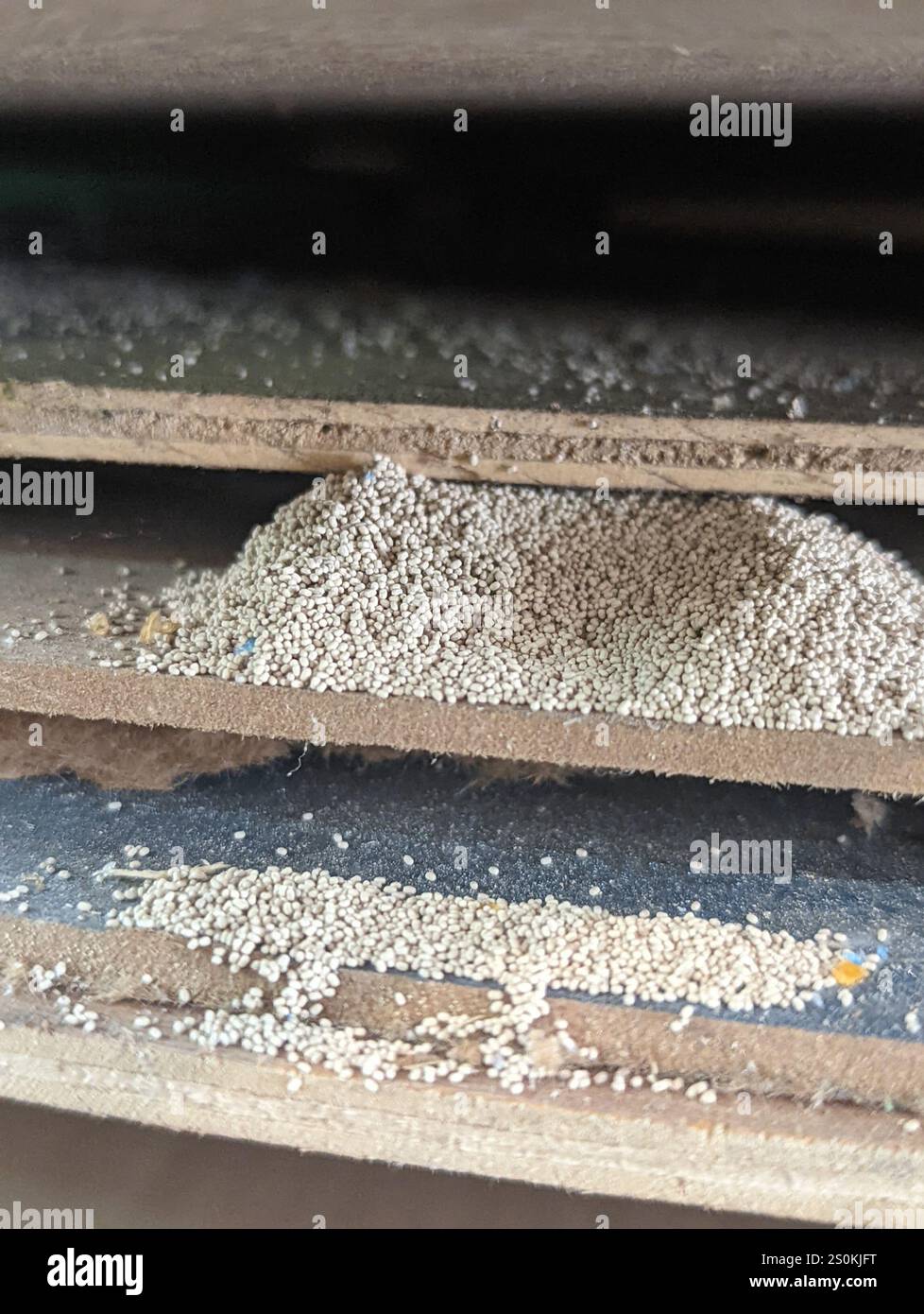 Drywood Termites (Kalotermitidae Stock Photo - Alamy