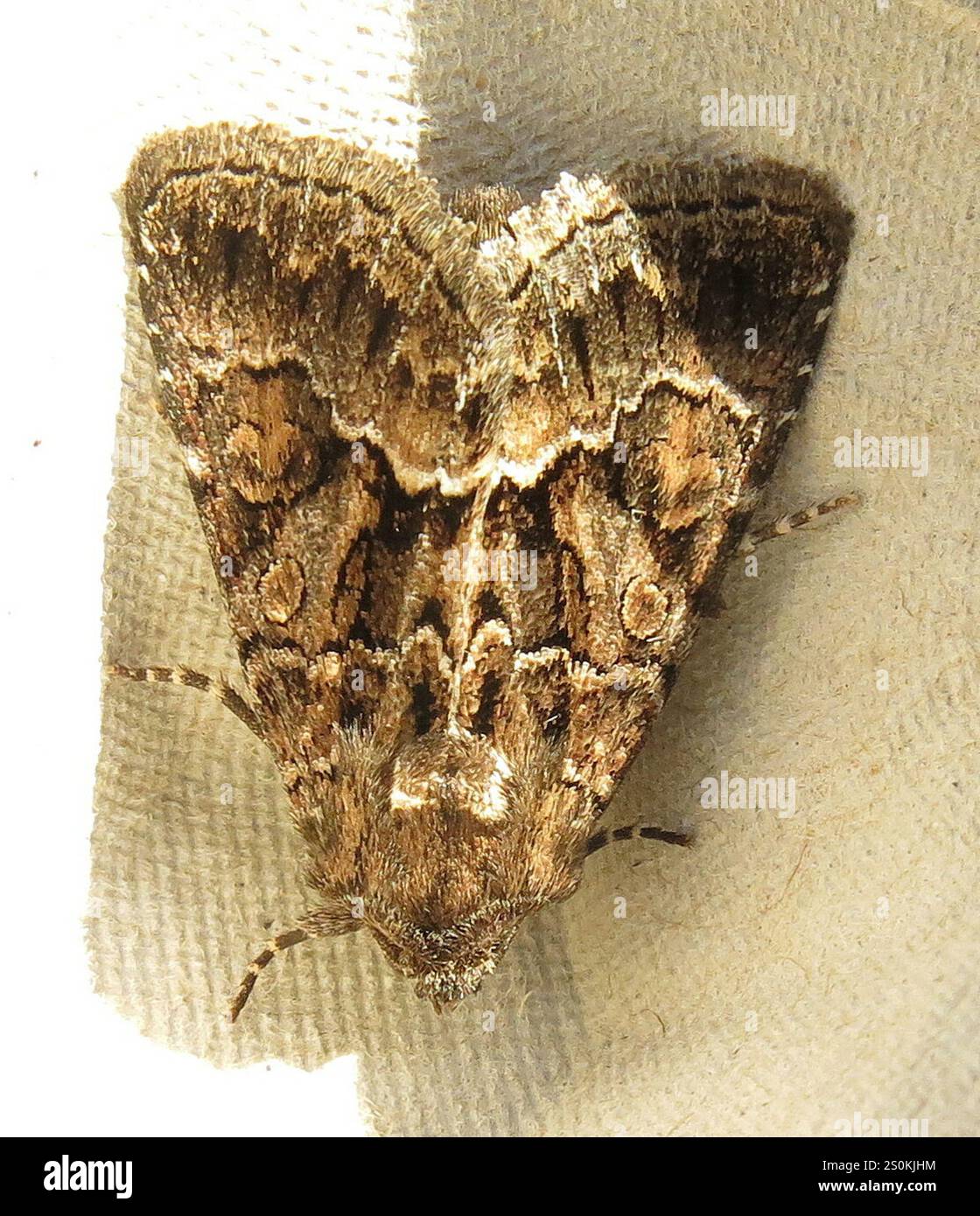 Straw Underwing (Thalpophila matura Stock Photo - Alamy