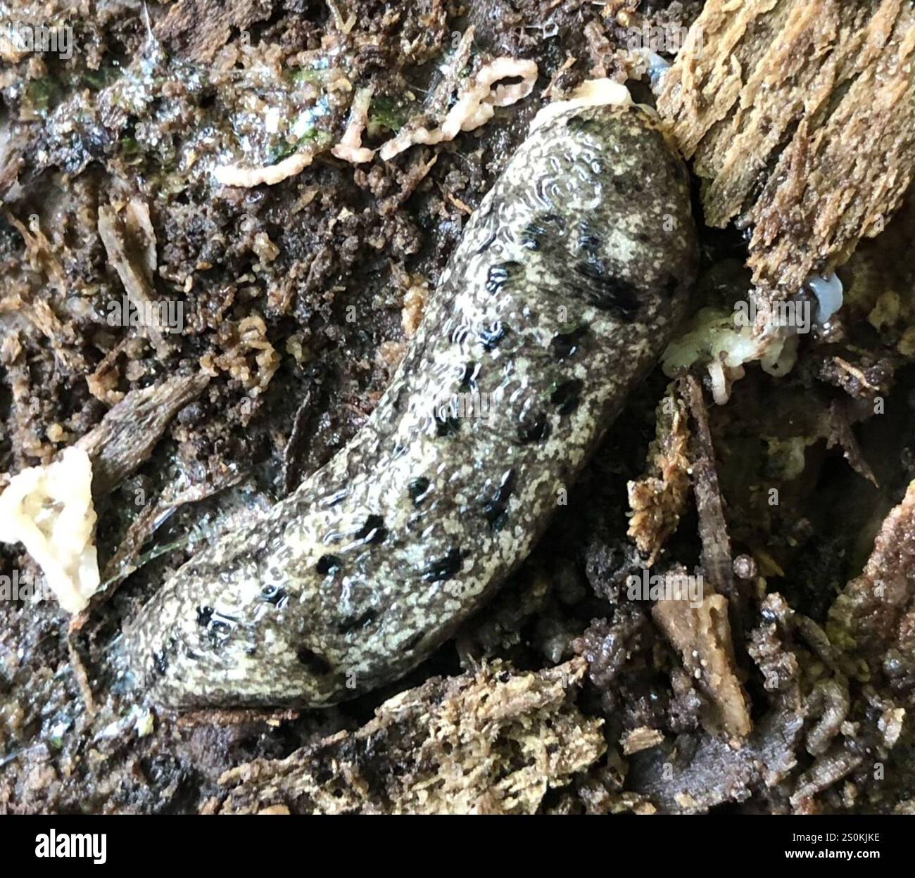 Carolina Mantleslug (Philomycus carolinianus Stock Photo - Alamy
