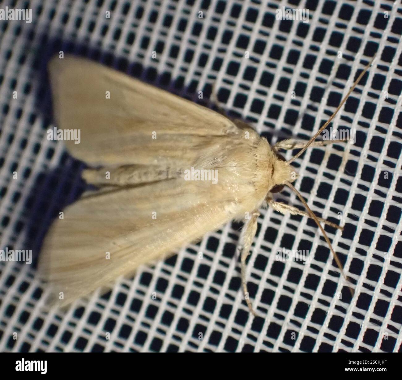 Common Wainscot (Mythimna pallens Stock Photo - Alamy